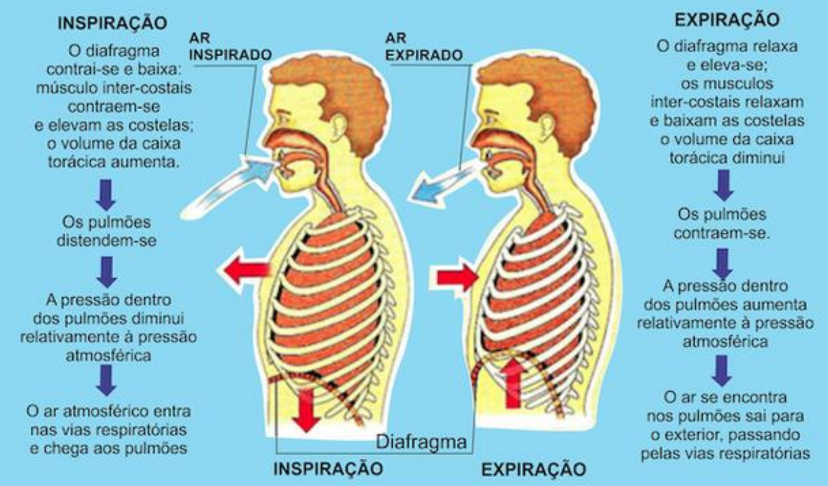 Mecânica da respiração e a ansiedade